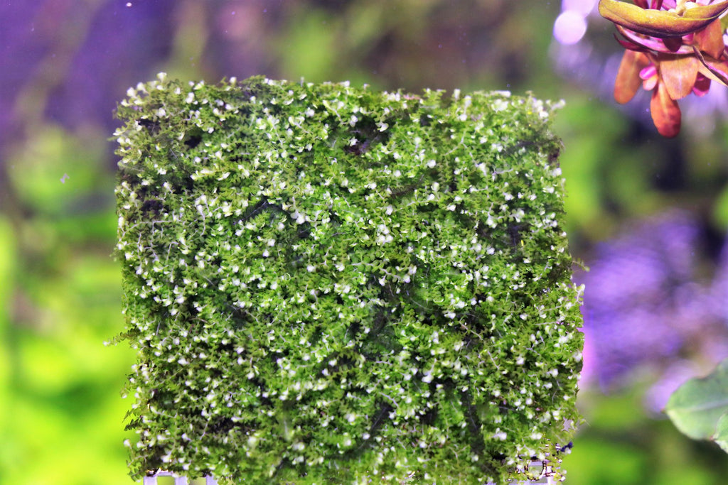 Buce Moss – Nature Aquascapes