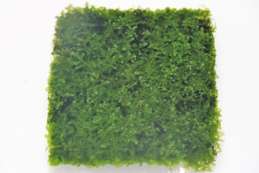 Buce Moss – Nature Aquascapes